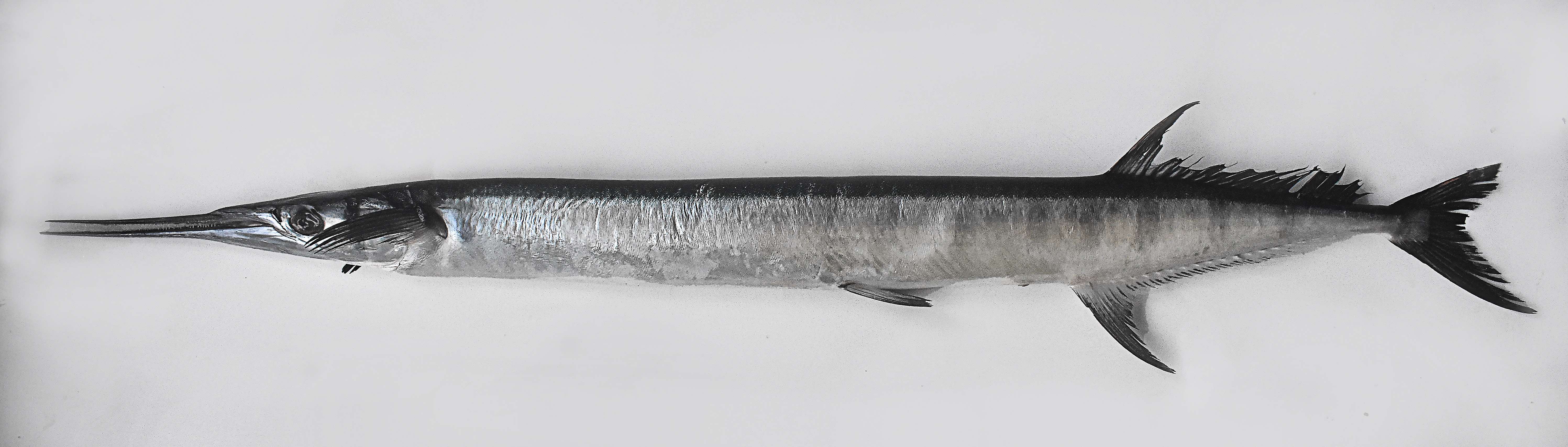 Press Release: Press Information Bureau